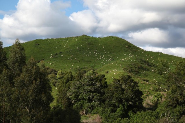 Te Urewera » Hapū » Māori Maps